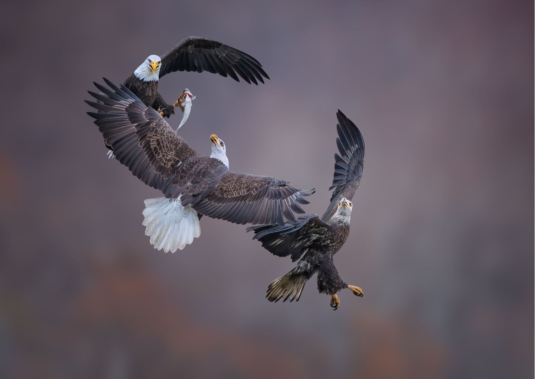 Eagle family - poster – Plakatbar.no