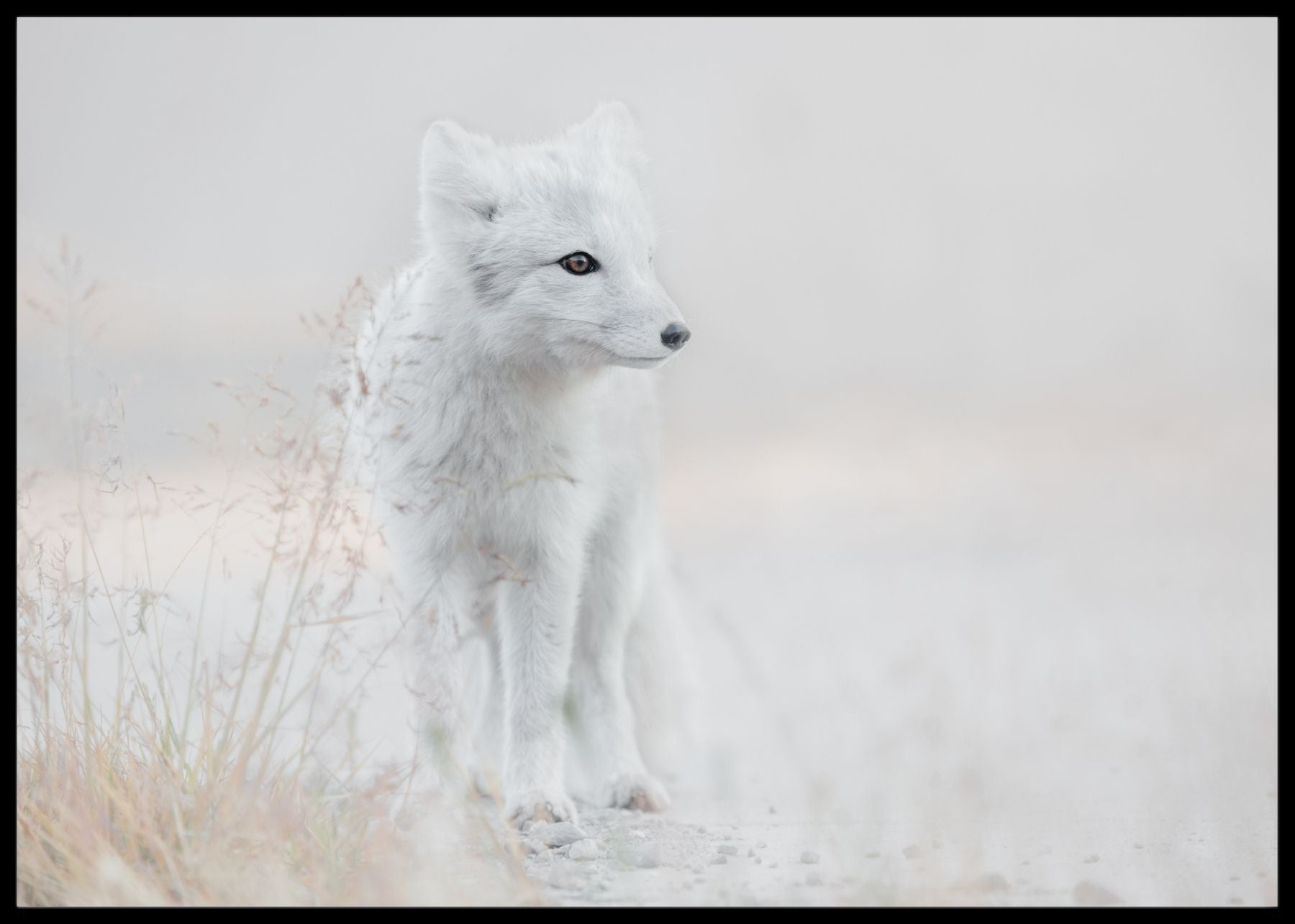 Fjellrev i snøen poster – Plakatbar.no