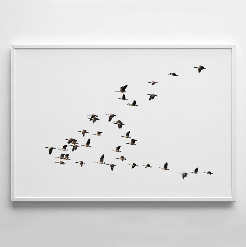 Flying Bird Poster — Plakatbar.no