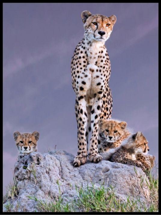 Gepard poster – Plakatbar.no