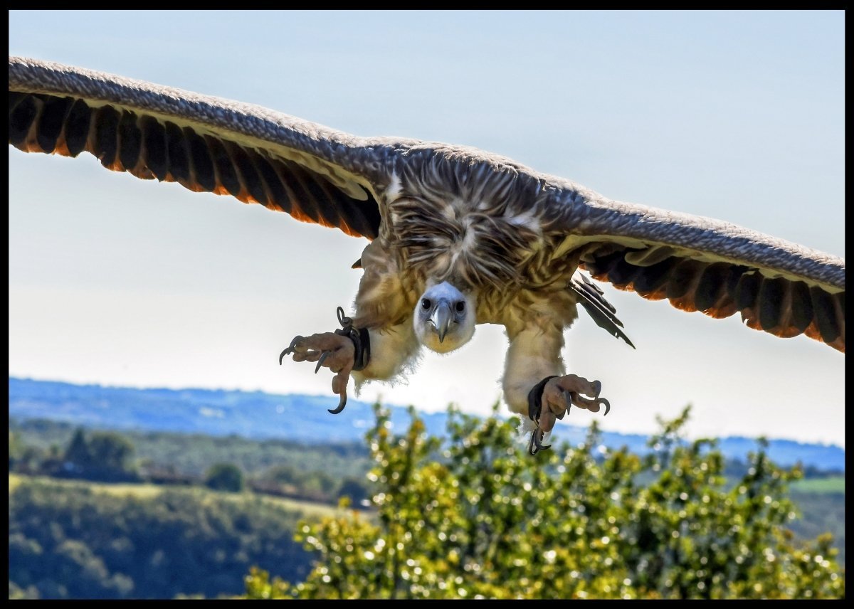 Gribben poster — Plakatbar.no