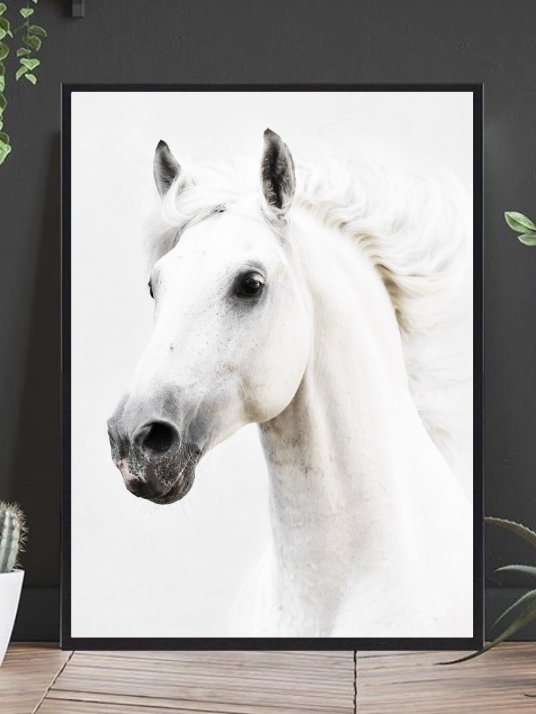 Majestetisk hvit hest - Plakat – Plakatbar.no