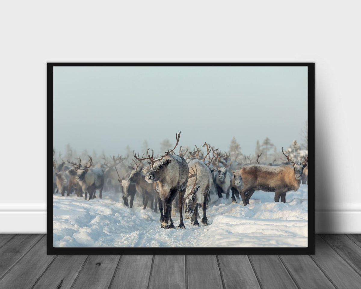 Reindeer poster – Plakatbar.no