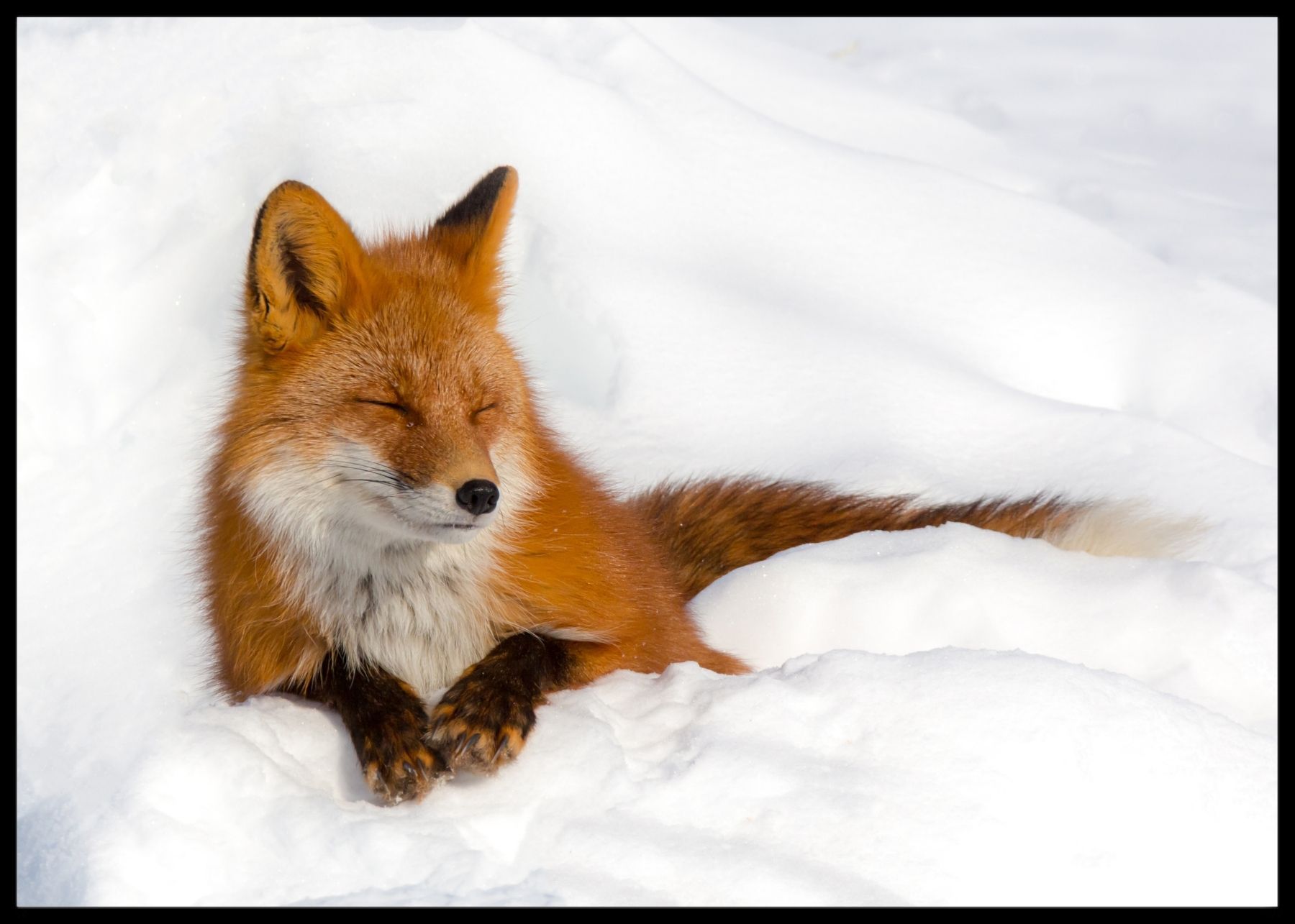 Reven sover poster – Plakatbar.no